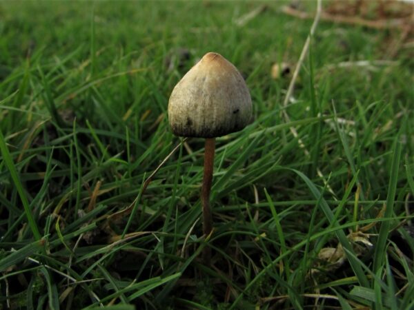 What Does a Magic Mushroom Look Like? Guide to Identifying Psychedelic ...